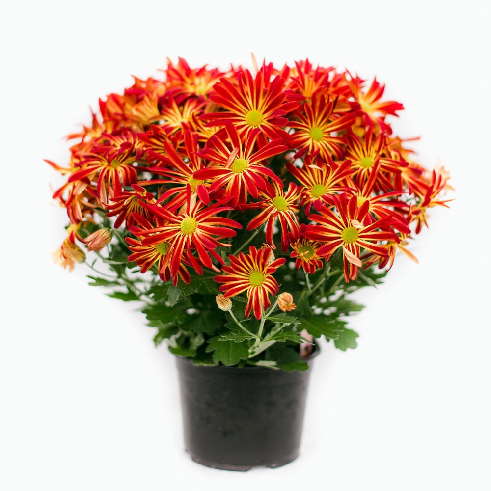 Mums | Orchard Park Growers