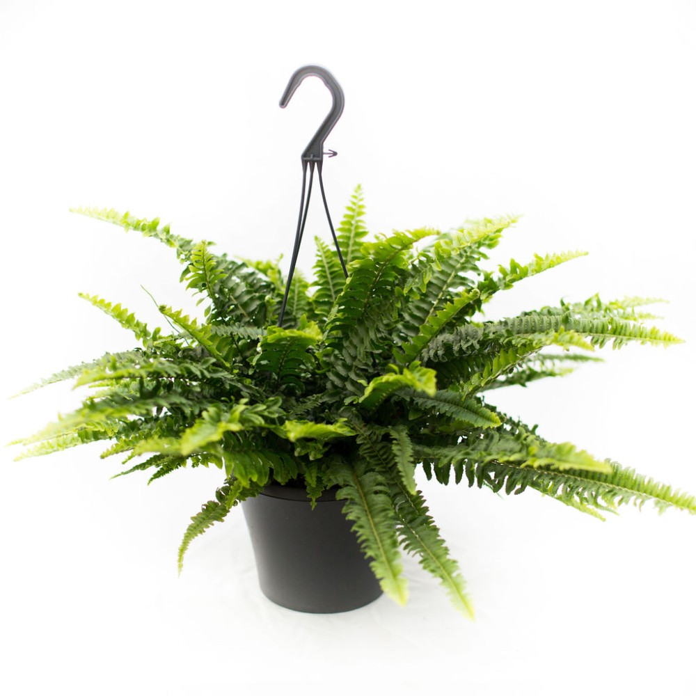 Ferns | Orchard Park Growers