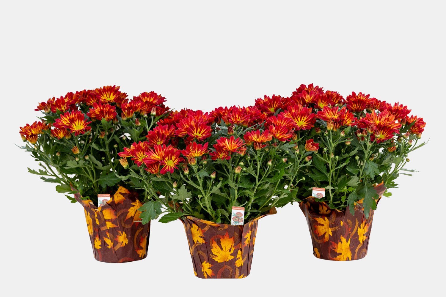 Mums | Orchard Park Growers
