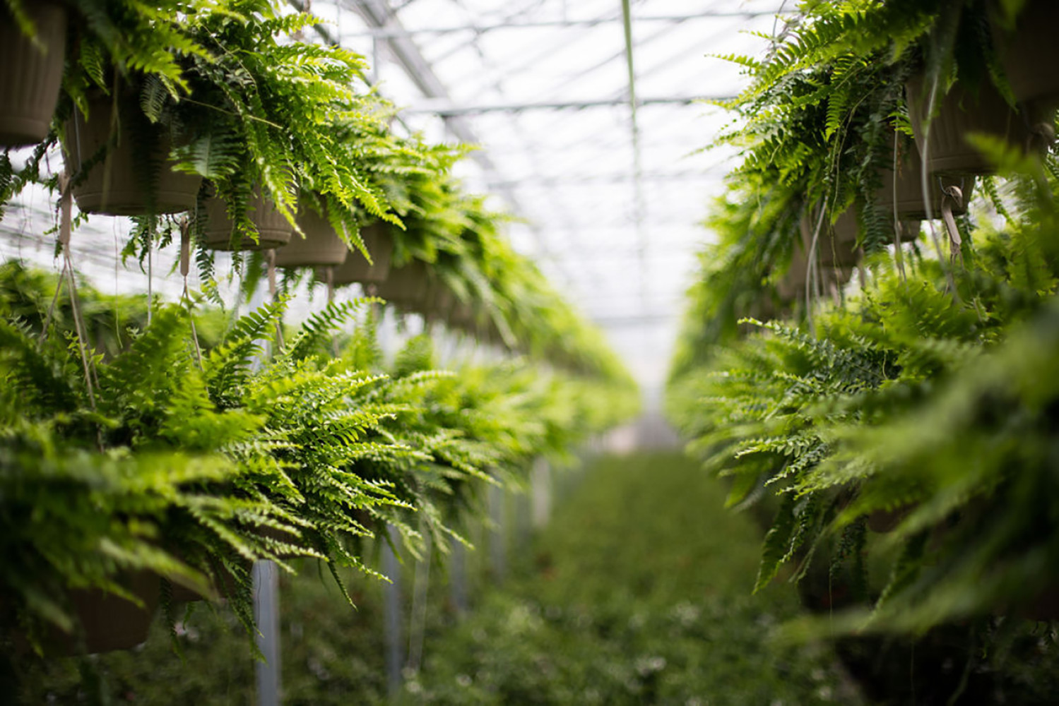 Ferns | Orchard Park Growers