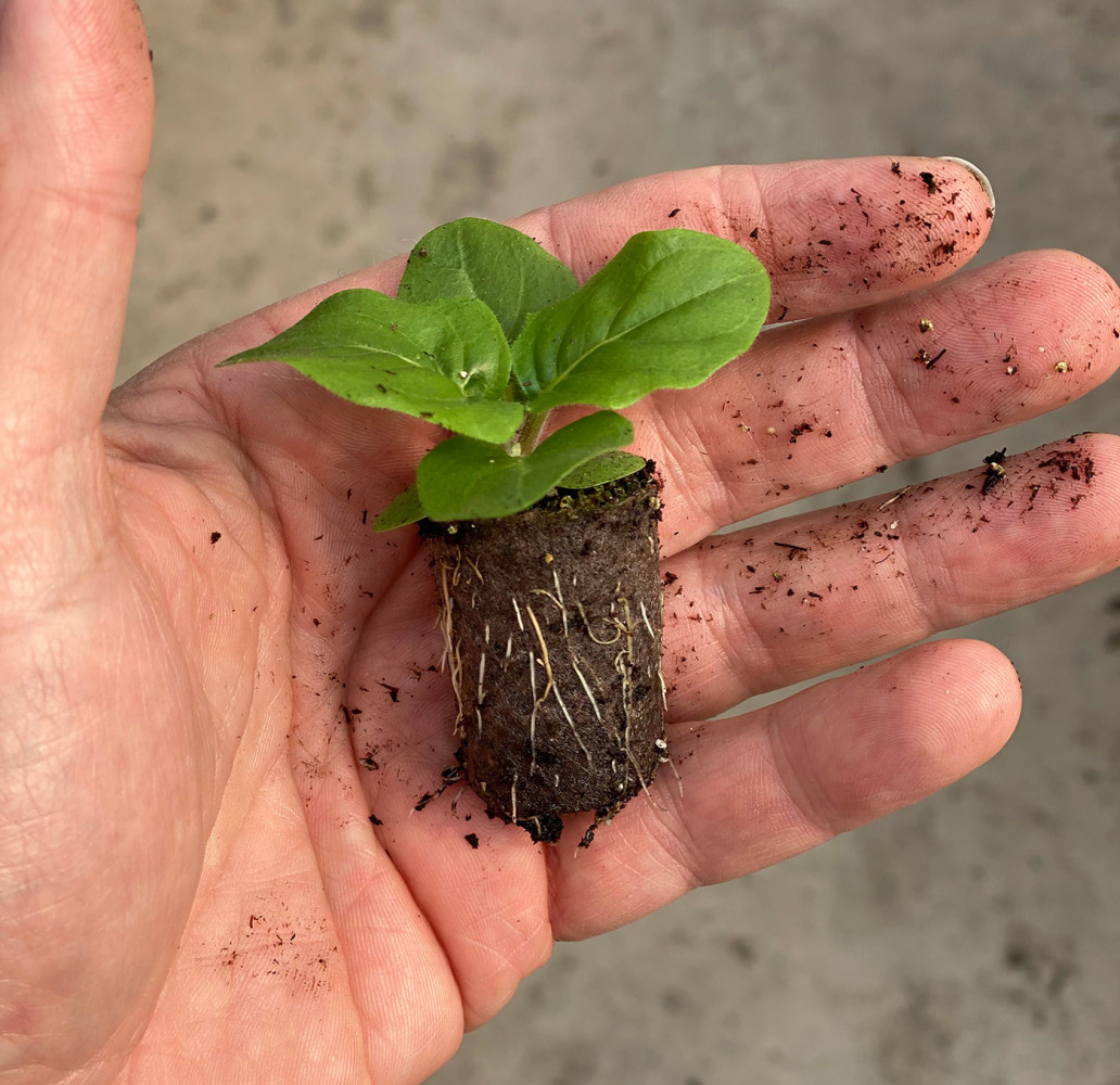 Potted Gerbera Propagation | Orchard Park Growers
