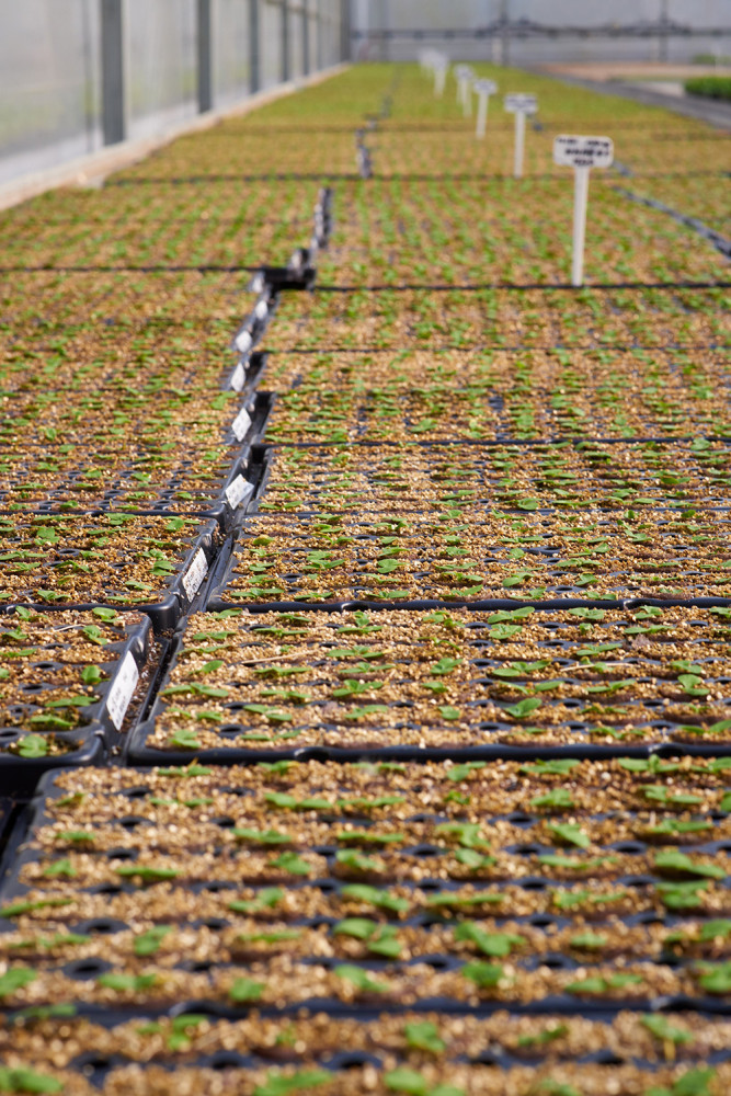 Potted Gerbera Propagation | Orchard Park Growers