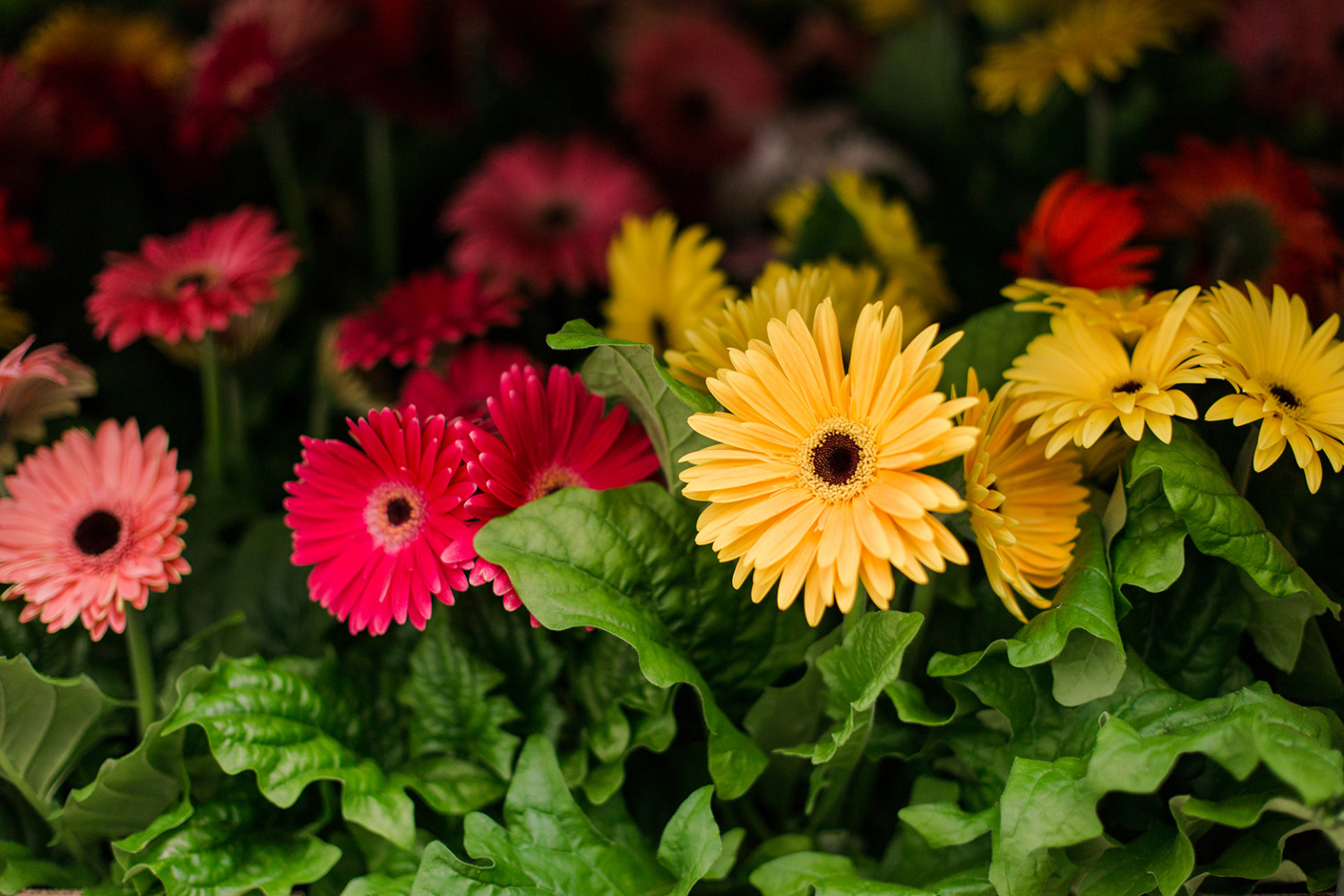Gerbera | Orchard Park Growers