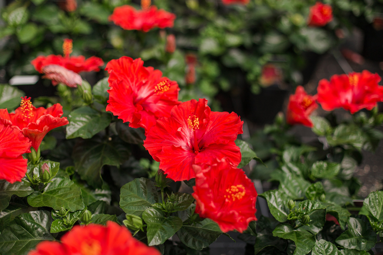 Hibiscus | Orchard Park Growers