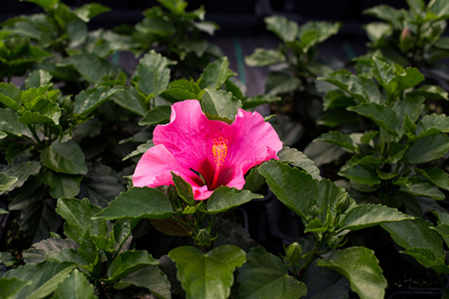 Hibiscus | Orchard Park Growers